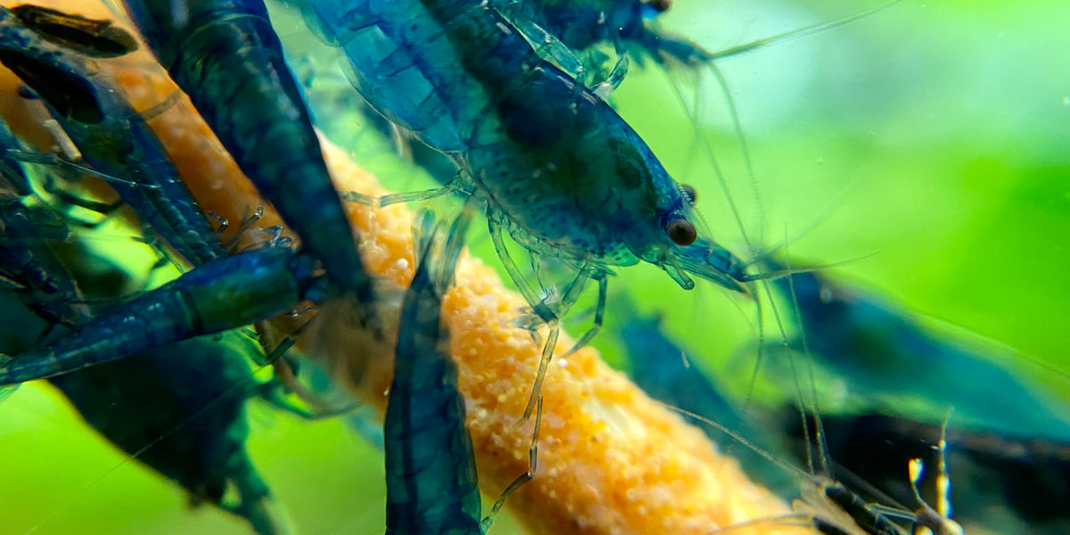 Essential Guide to Freshwater Shrimp Nutrition: What to Feed Your ...