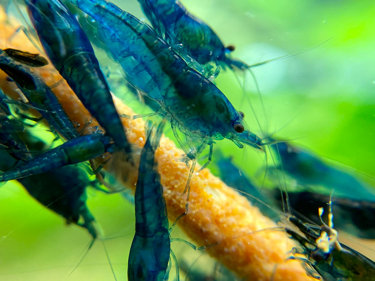 Essential Guide to Freshwater Shrimp Nutrition: What to Feed Your ...